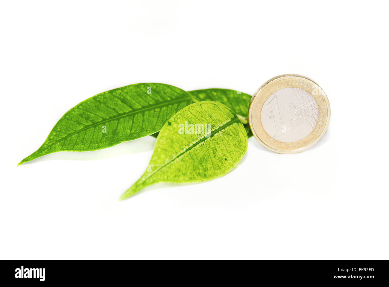 coin and leaf Stock Photo - Alamy