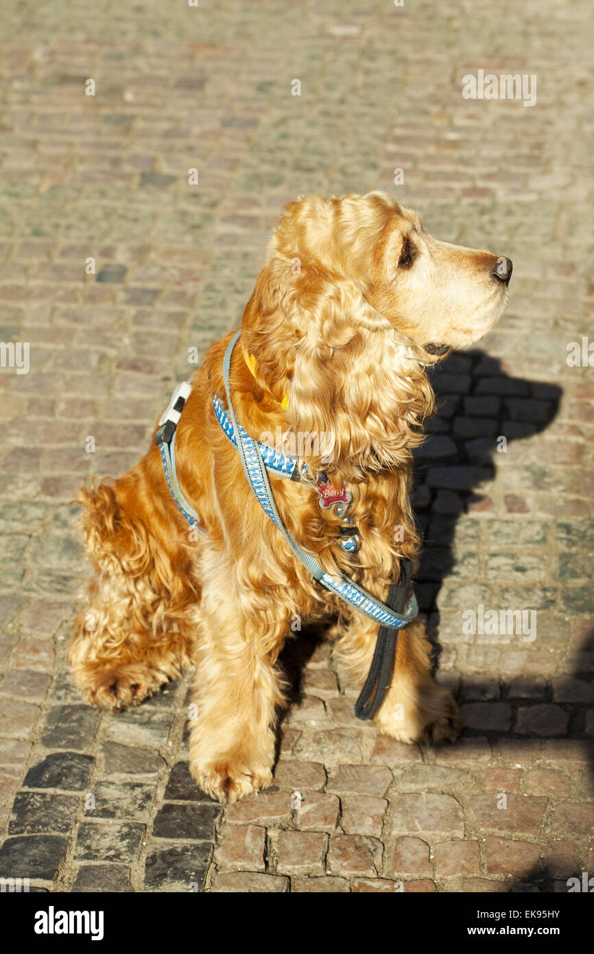 dog waiting for his master Stock Photo - Alamy