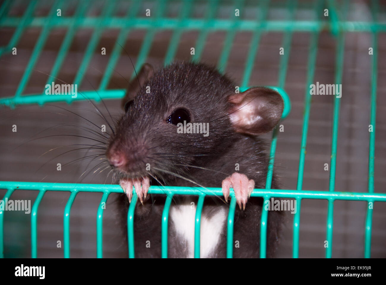 home rat looking out of the cage Stock Photo - Alamy