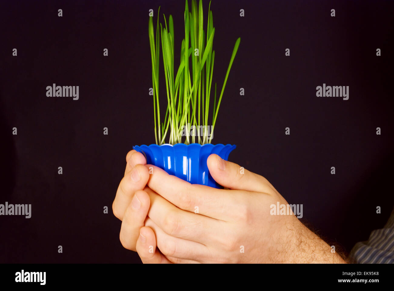 a pot of green shoots in the hands of men Stock Photo - Alamy