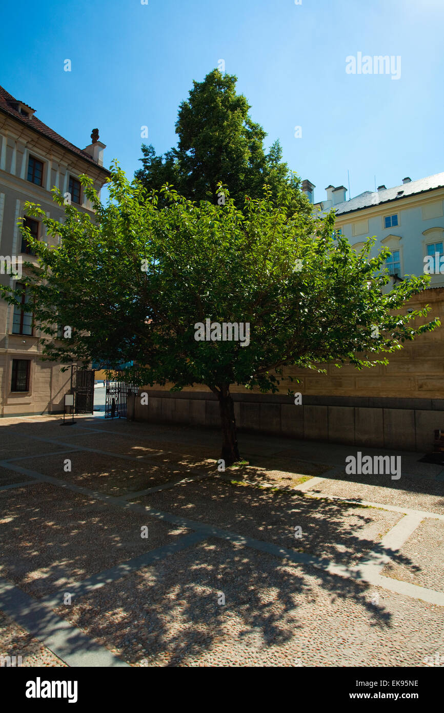 tree in the park Stock Photo - Alamy