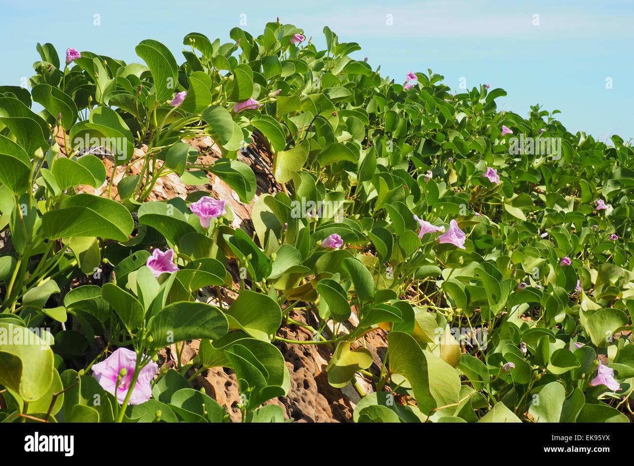Beach morning glory creeper a native wildflower of Australia Stock ...