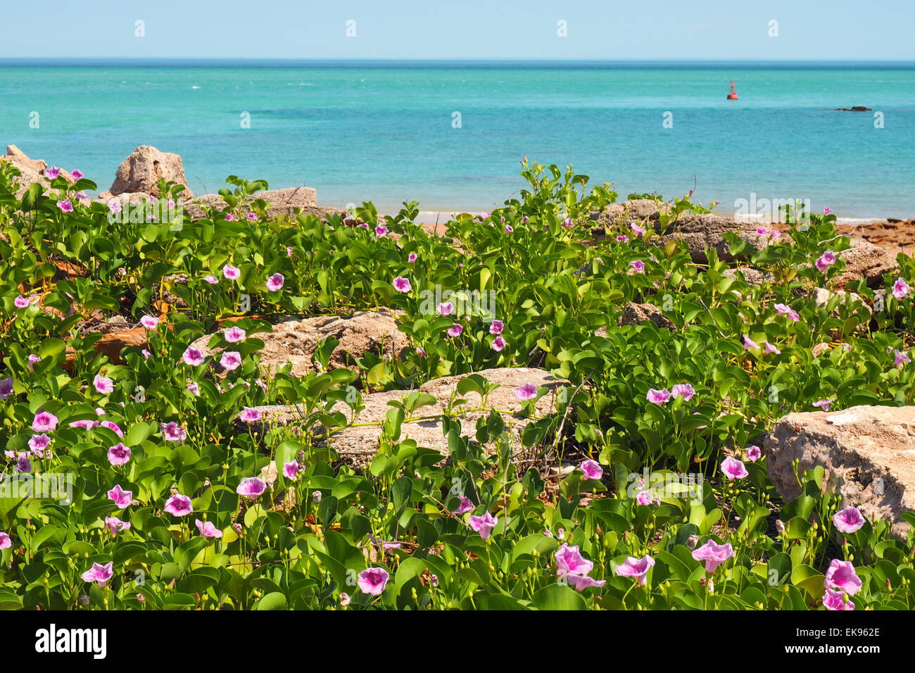 Beach morning glory creeper a native wildflower of Australia Stock ...