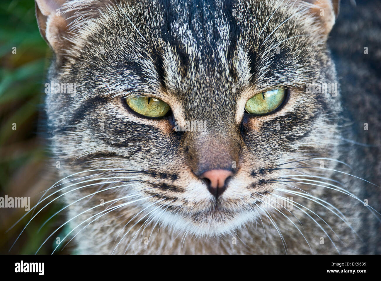 portrait of a beautiful cat in the nature Stock Photo - Alamy