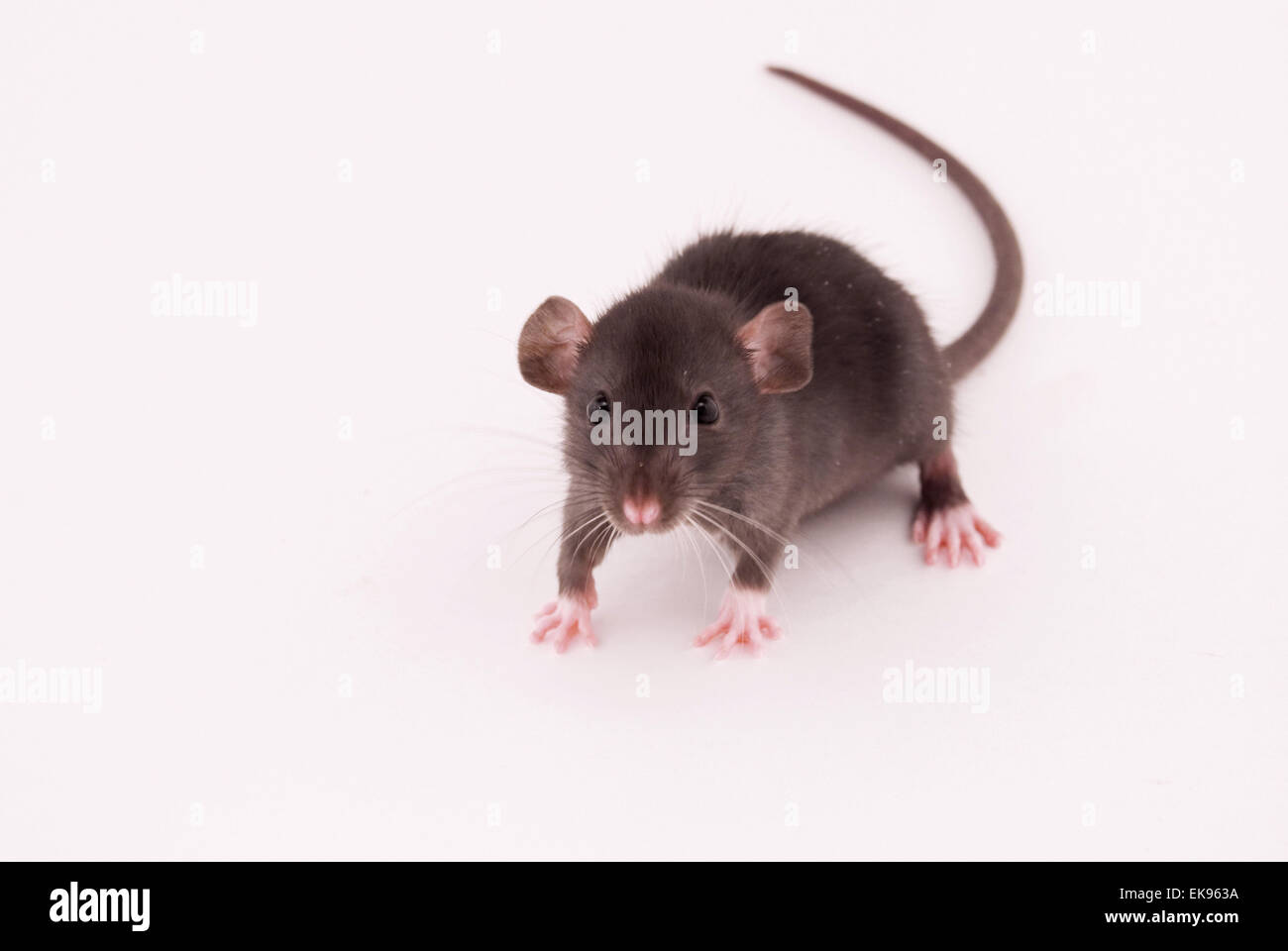 Domestic rat hi-res stock photography and images - Alamy