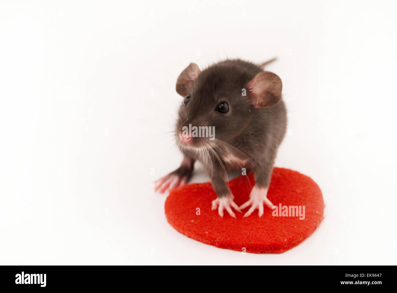 domestic rat and red heart isolated on white Stock Photo - Alamy