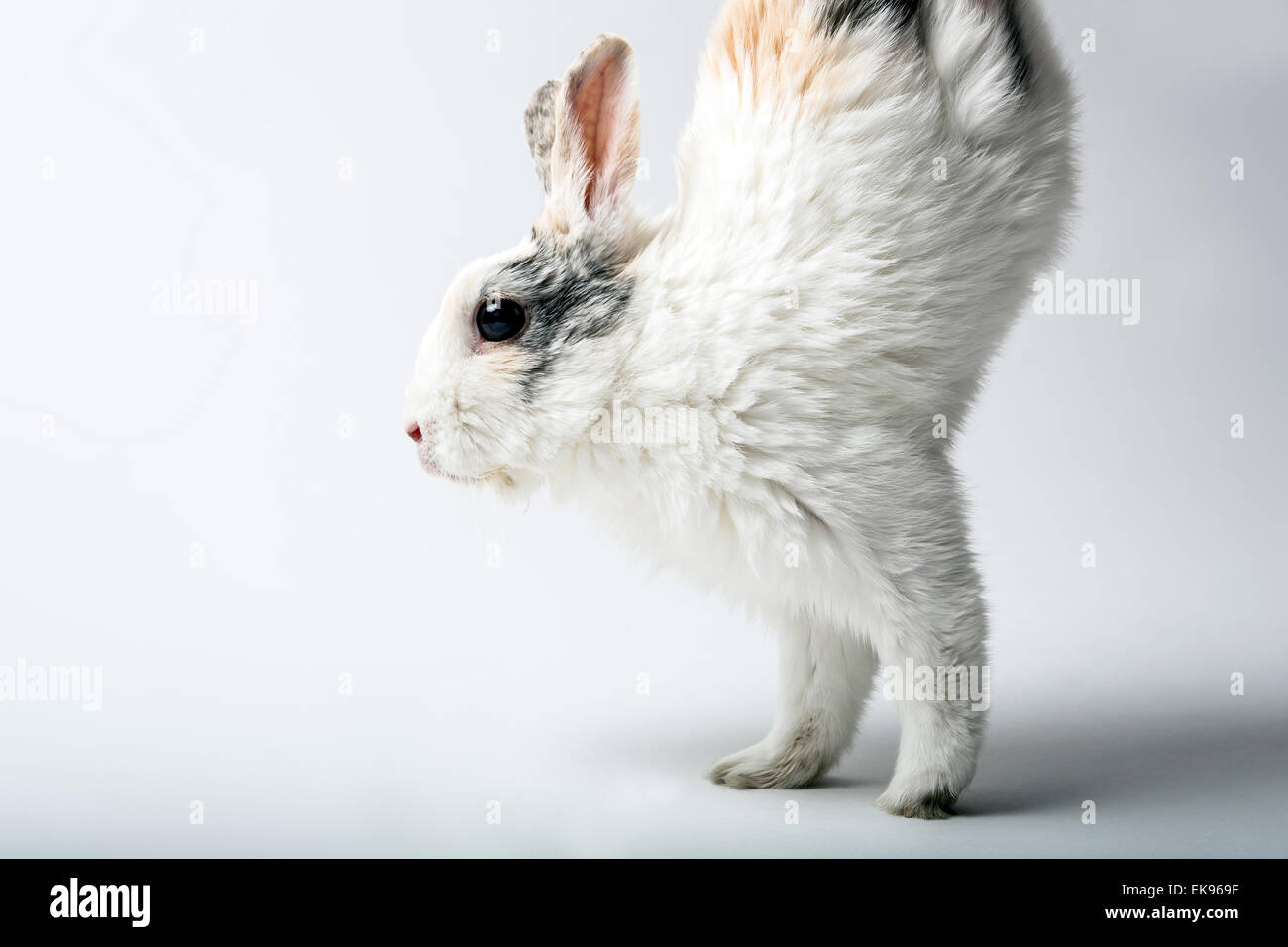 Two paws hi-res stock photography and images - Alamy