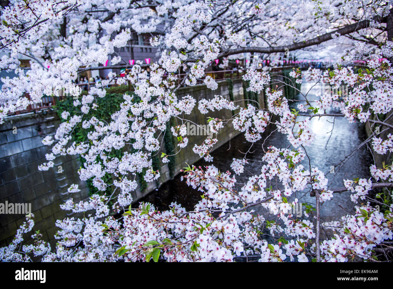 Cherry blossom,Meguro River,Meguro-Ku,Tokyo,Japan Stock Photo - Alamy