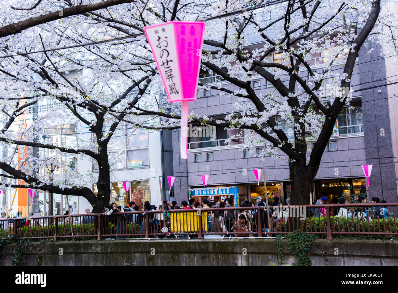 Cherry blossom,Meguro River,Meguro-Ku,Tokyo,Japan Stock Photo - Alamy