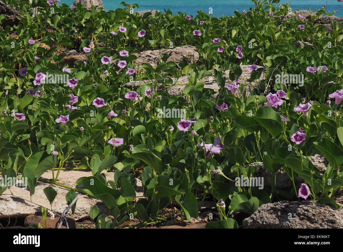 Beach morning glory creeper a native wildflower of Australia Stock ...