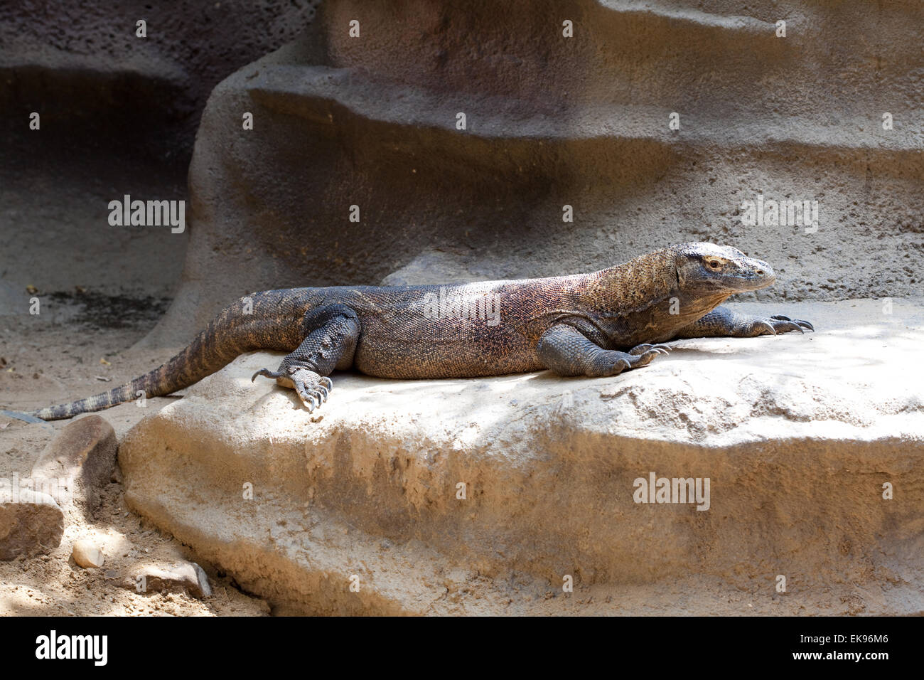 lizard lying on the rocks Stock Photo - Alamy