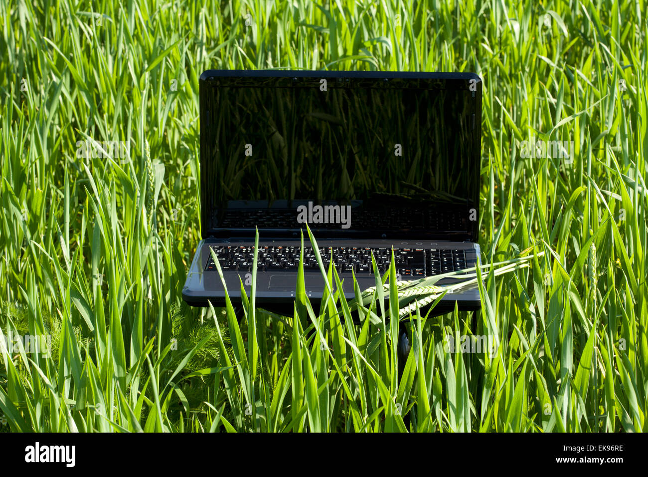 laptop in green grass Stock Photo - Alamy