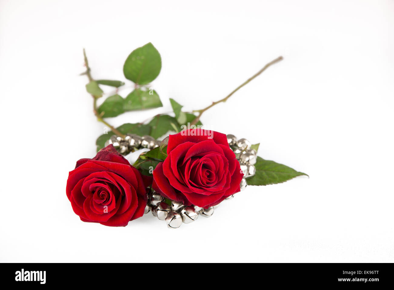 Two roses hi-res stock photography and images - Alamy