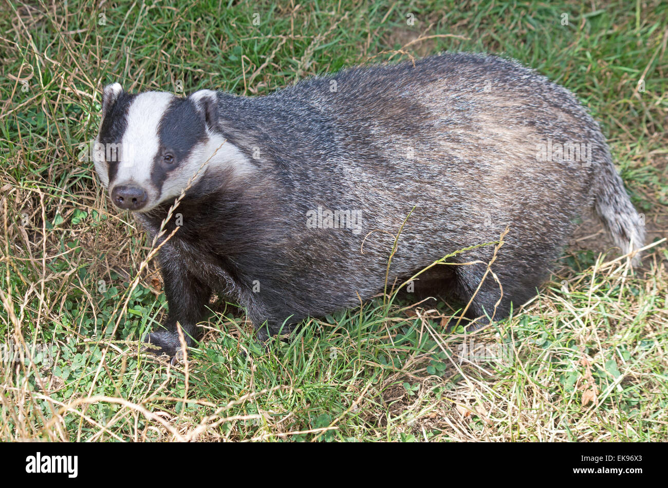BADGER, Meles Meles, Surrey; England Stock Photo - Alamy