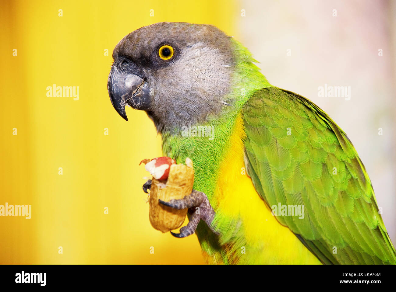 Senegalese parrot with a walnut in the paw Stock Photo - Alamy