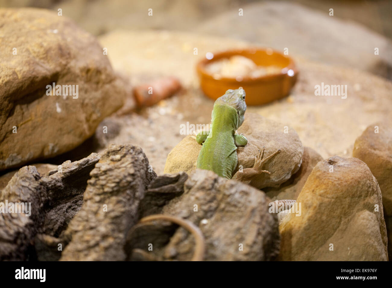 lizard in bowls with food Stock Photo - Alamy
