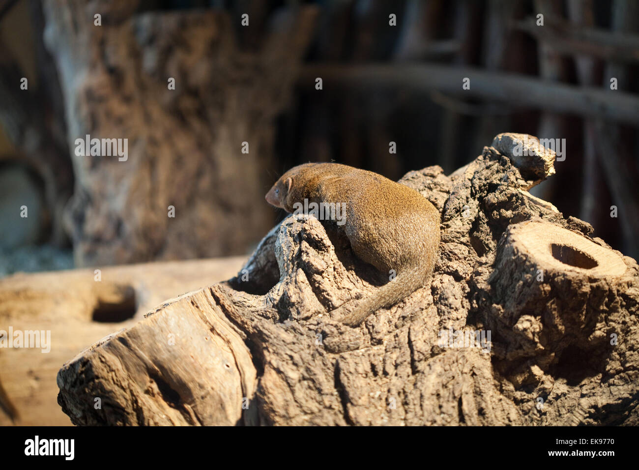 mongoose sitting in a tree Stock Photo - Alamy