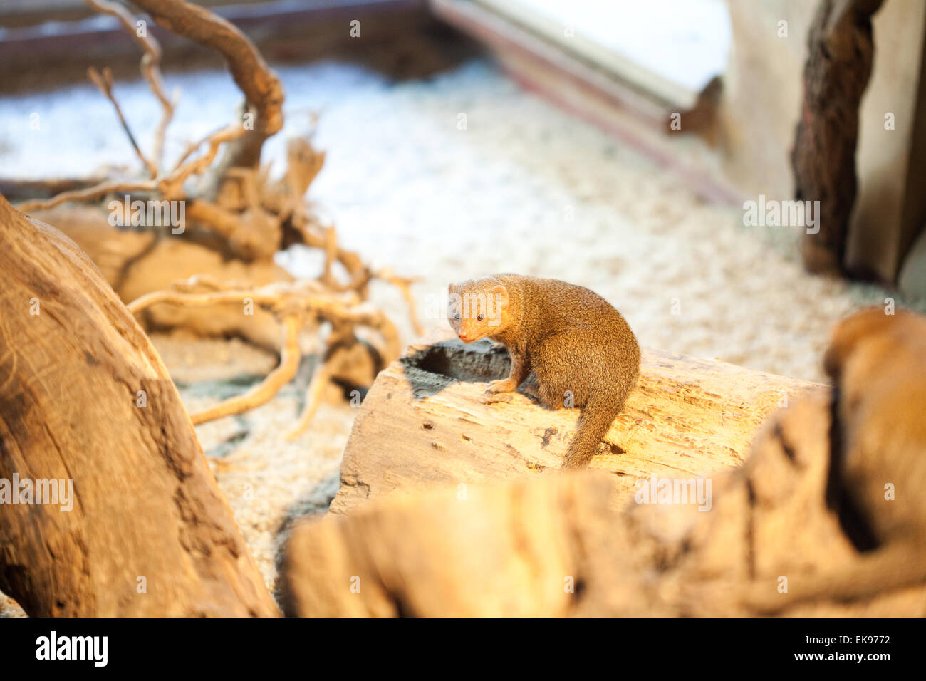 Mongoose and teeth hi-res stock photography and images - Alamy
