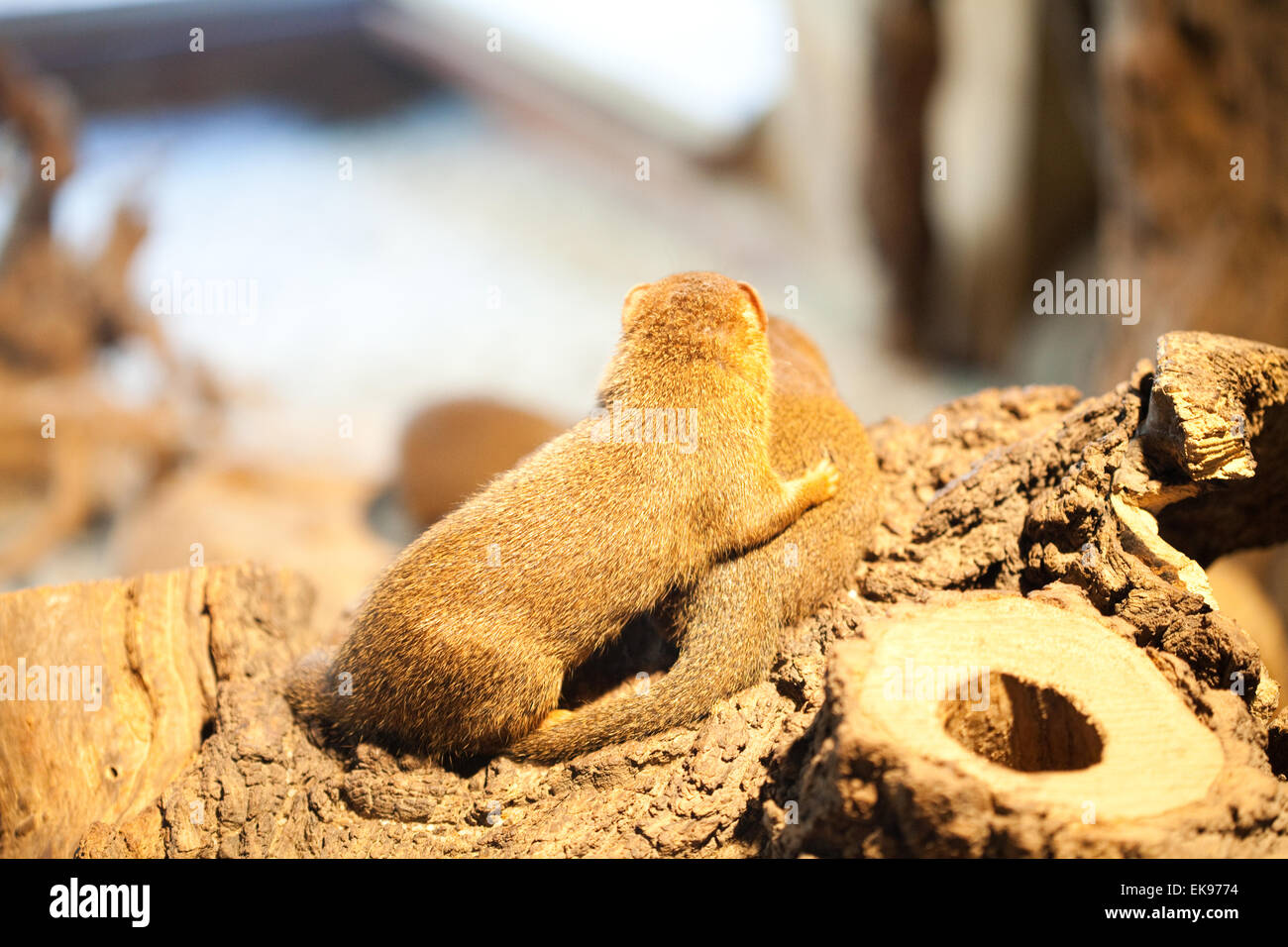 mongoose sitting in a tree Stock Photo - Alamy