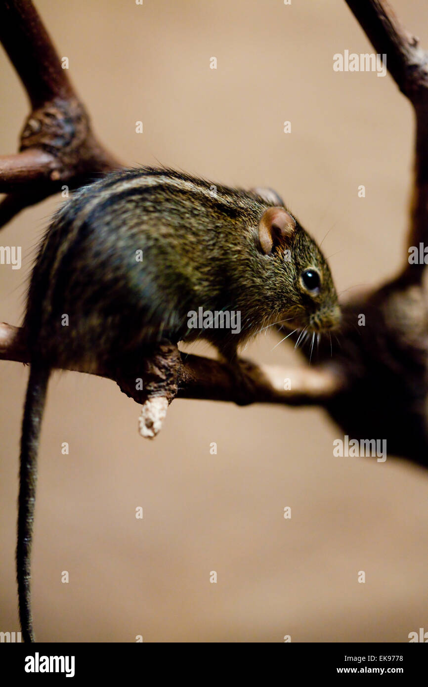 Wild Mouse sitting on a branch Stock Photo - Alamy