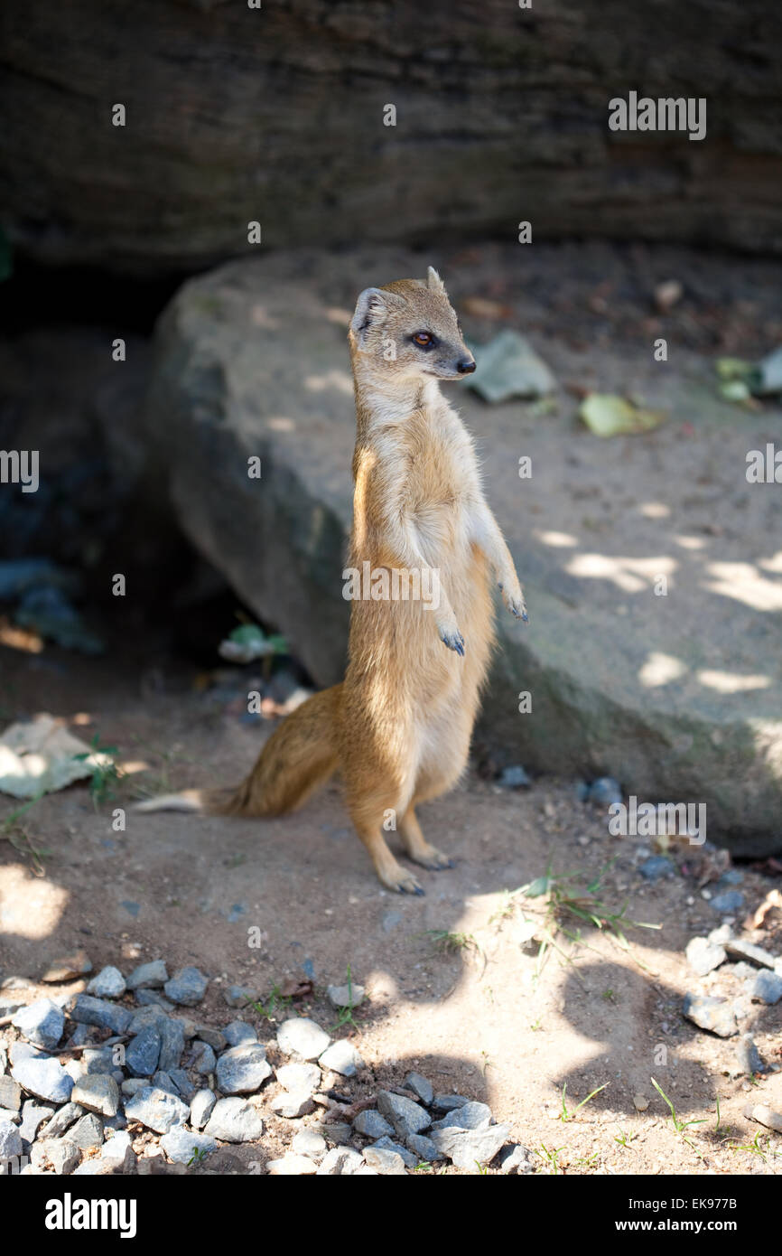yellow mongoose sitting on the sand Stock Photo - Alamy