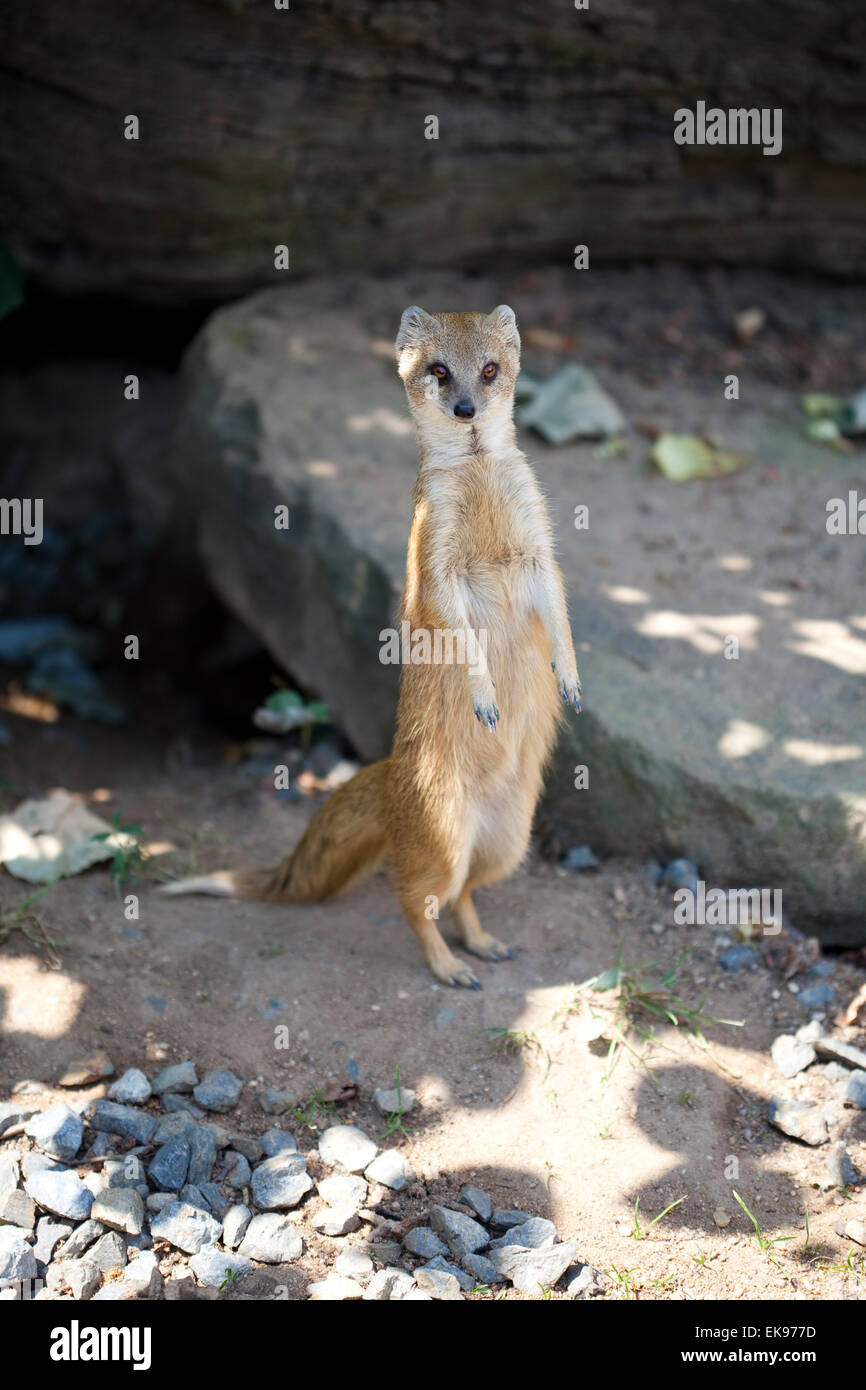 Mongoose africa teeth hi-res stock photography and images - Alamy