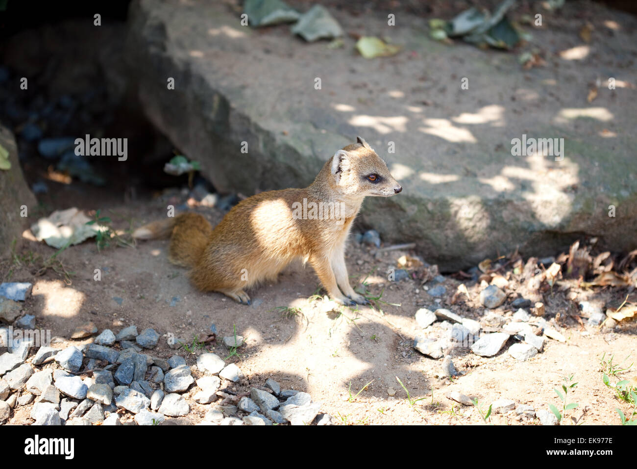 Mongoose africa teeth hi-res stock photography and images - Alamy