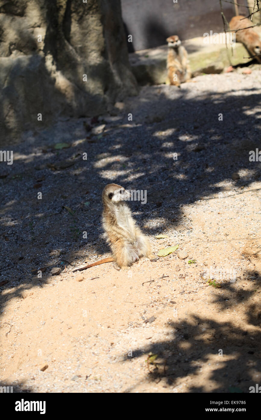 Surikata hi-res stock photography and images - Alamy