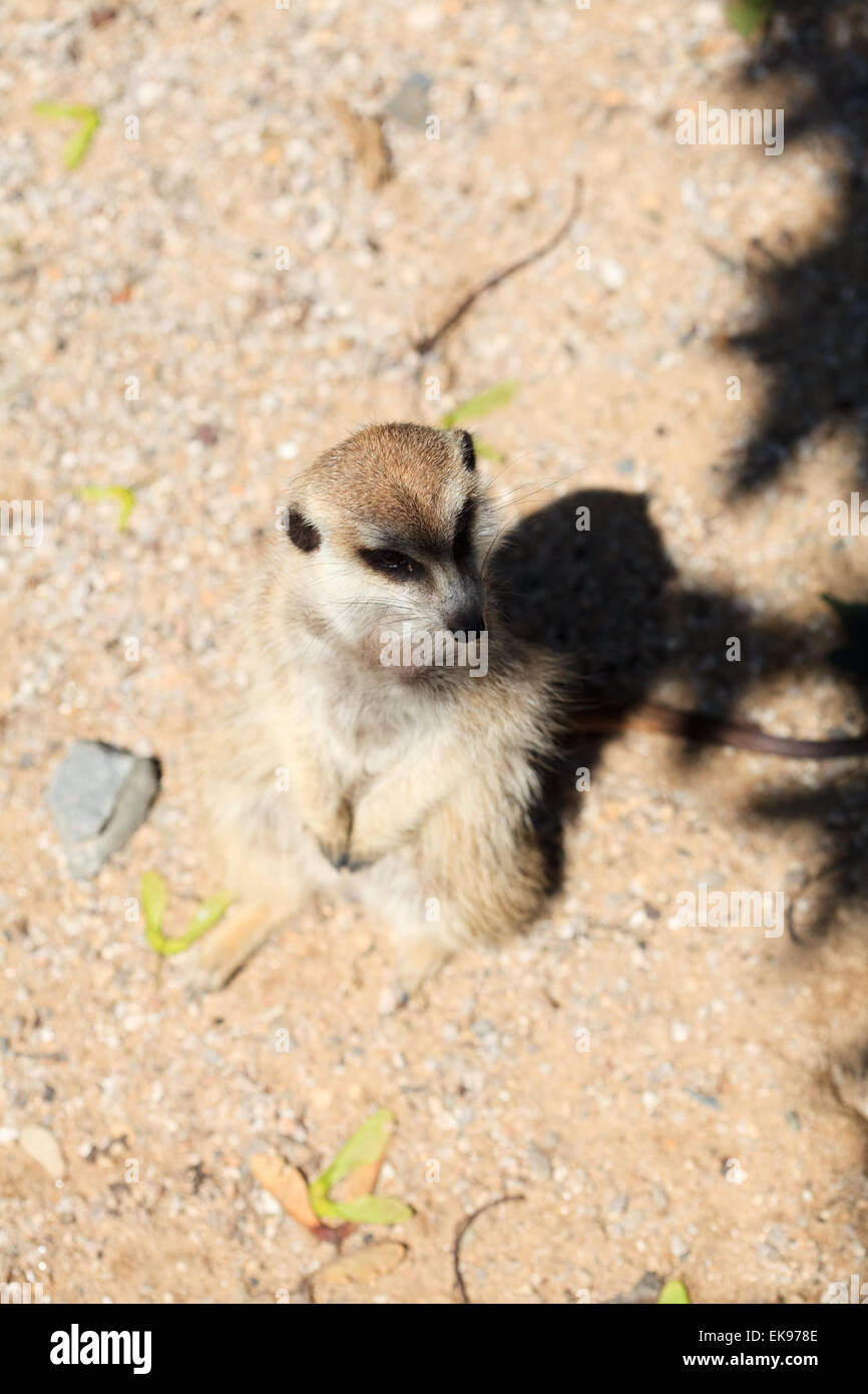 surikata sitting on the sand Stock Photo - Alamy