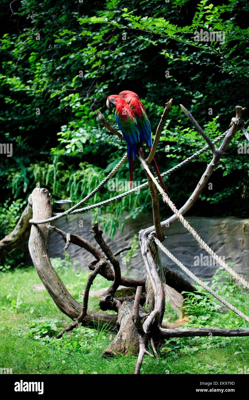 macaw´┐¢sitting on a branch Stock Photo - Alamy