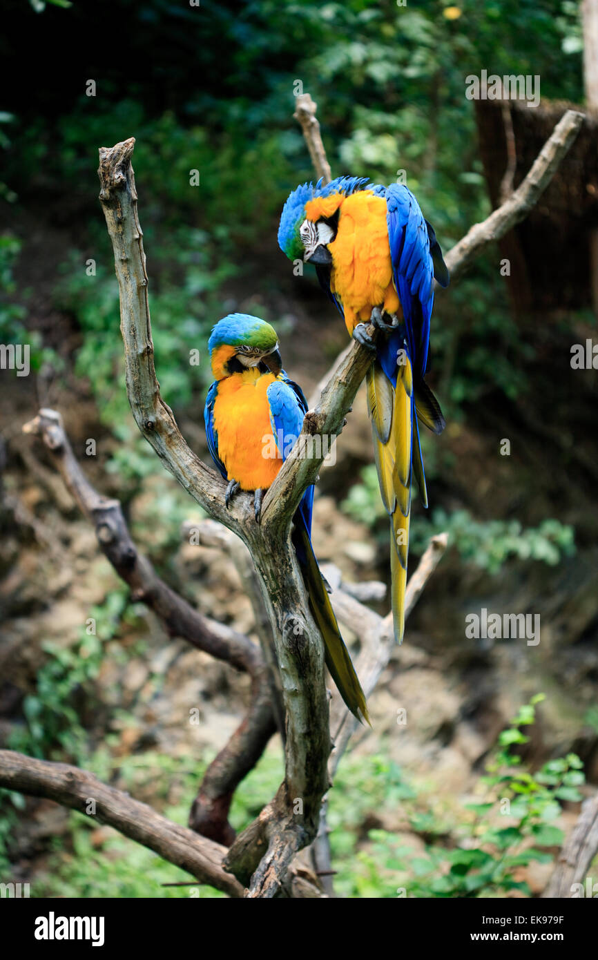 Scarlet macaw sitting on branch hi-res stock photography and images - Alamy