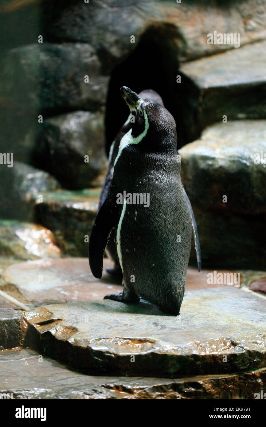 penguins are standing at the water Stock Photo - Alamy
