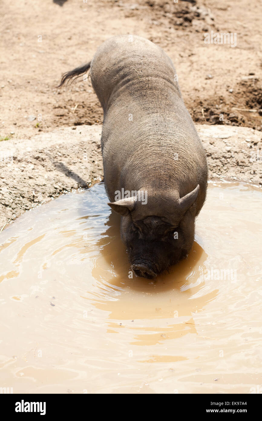 drinking wild pig Stock Photo - Alamy