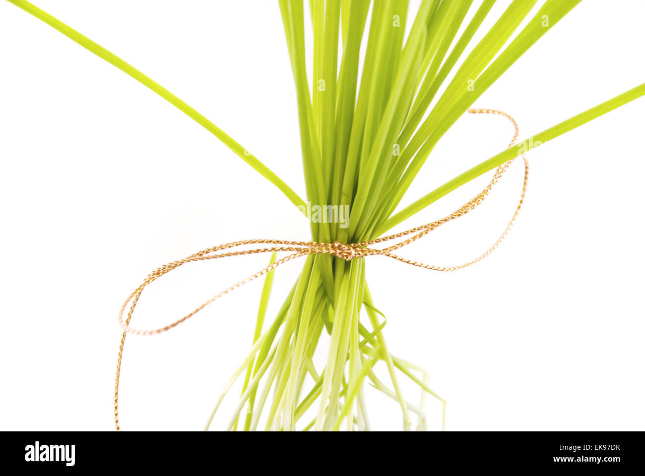 a tuft of grass isolated on white Stock Photo - Alamy