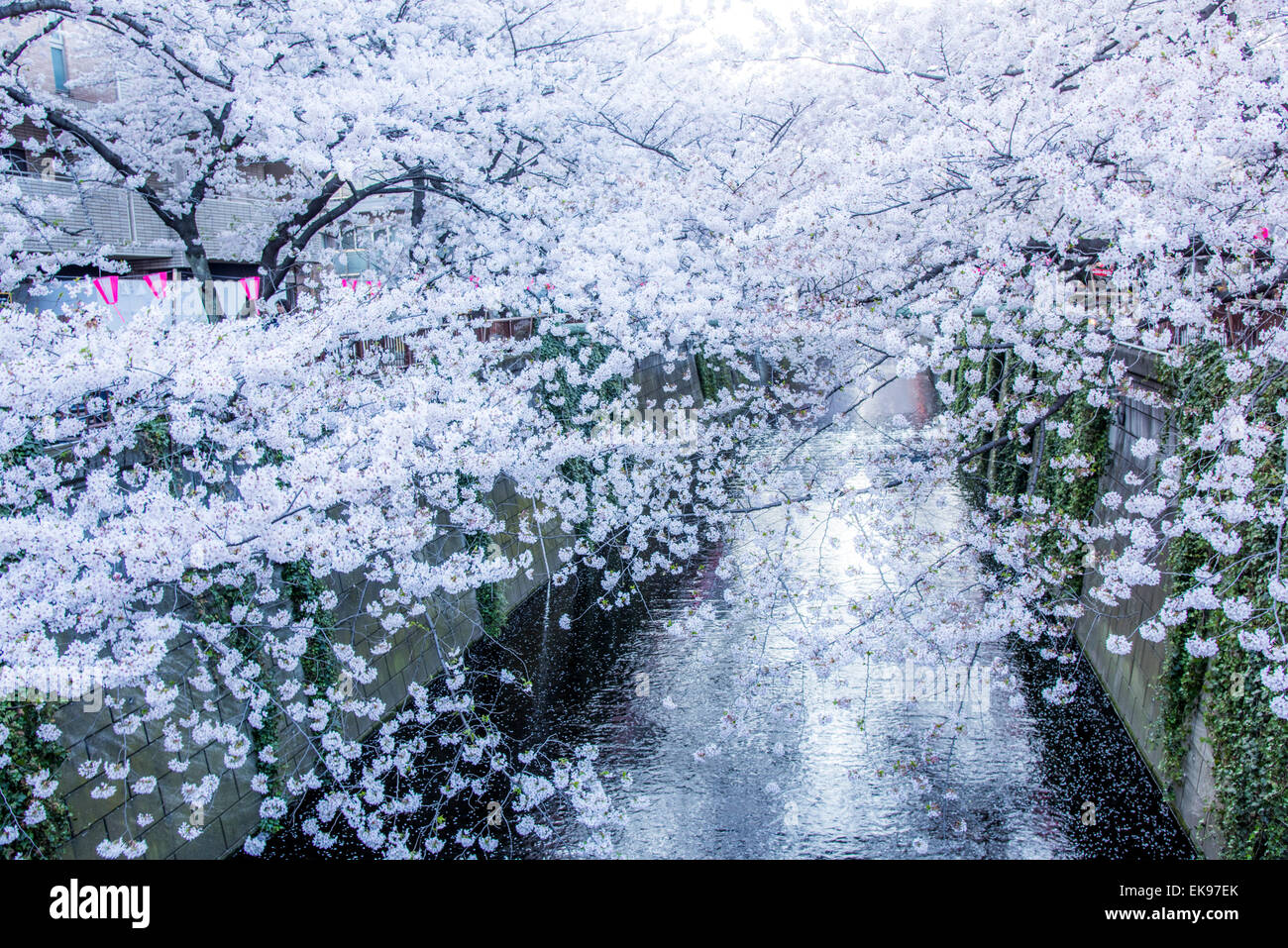 Cherry blossom,Meguro River,Meguro-Ku,Tokyo,Japan Stock Photo - Alamy