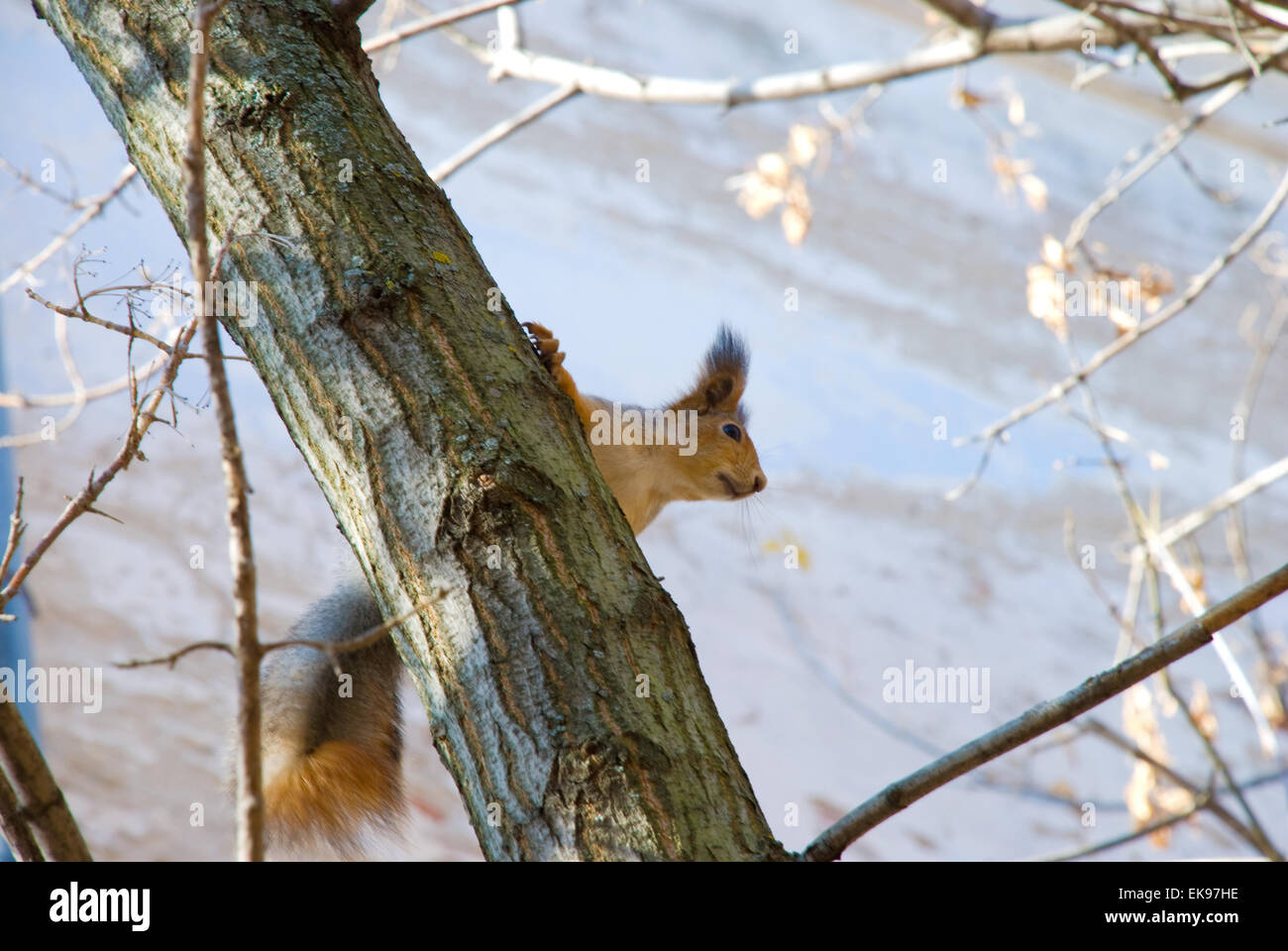 squirrel sitting in a tree Stock Photo - Alamy