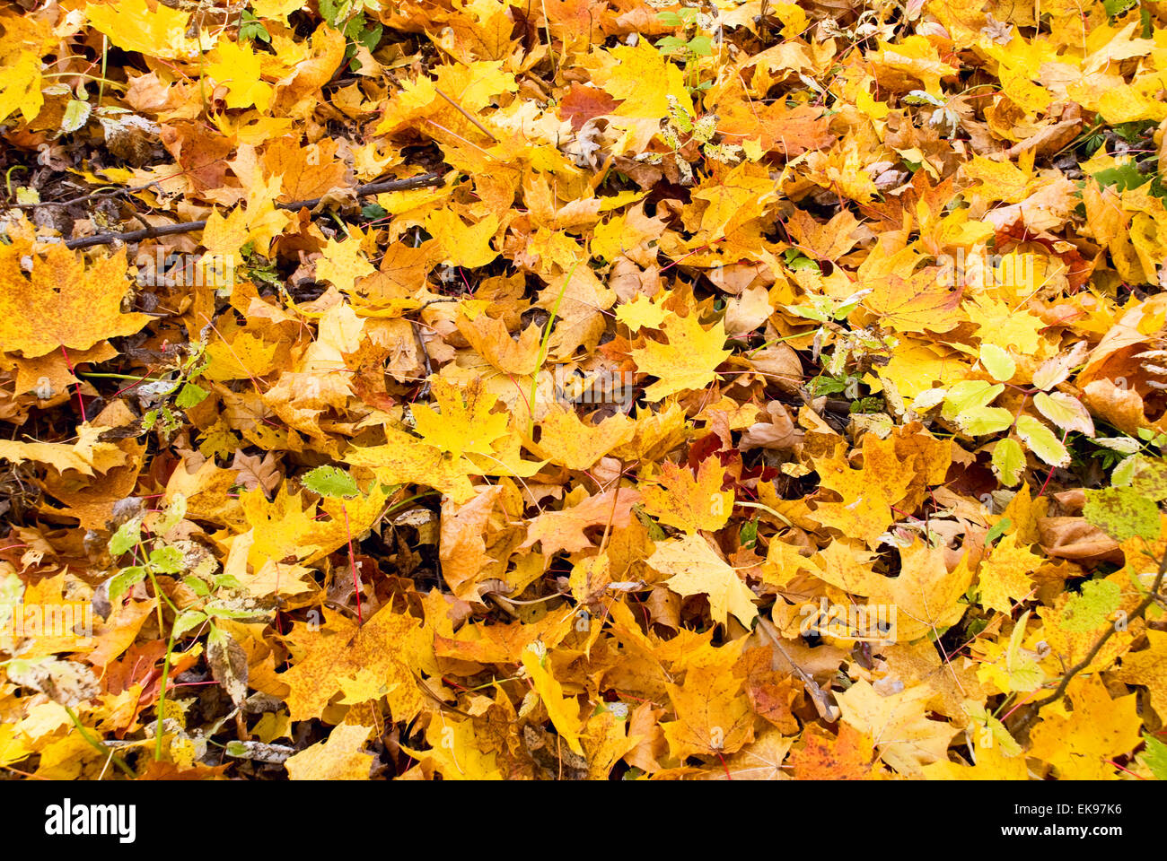 background of yellow autumn leaves Stock Photo - Alamy