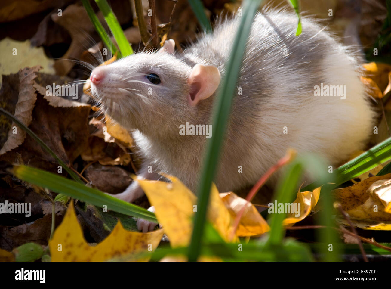 domestic rat in the woods Stock Photo - Alamy