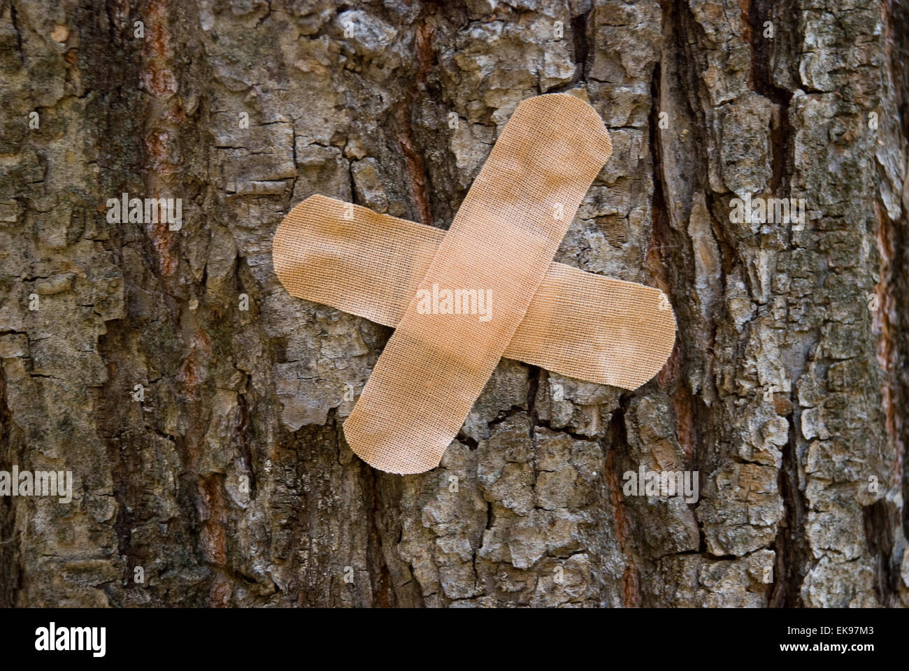 Plaster on tree Stock Photo - Alamy