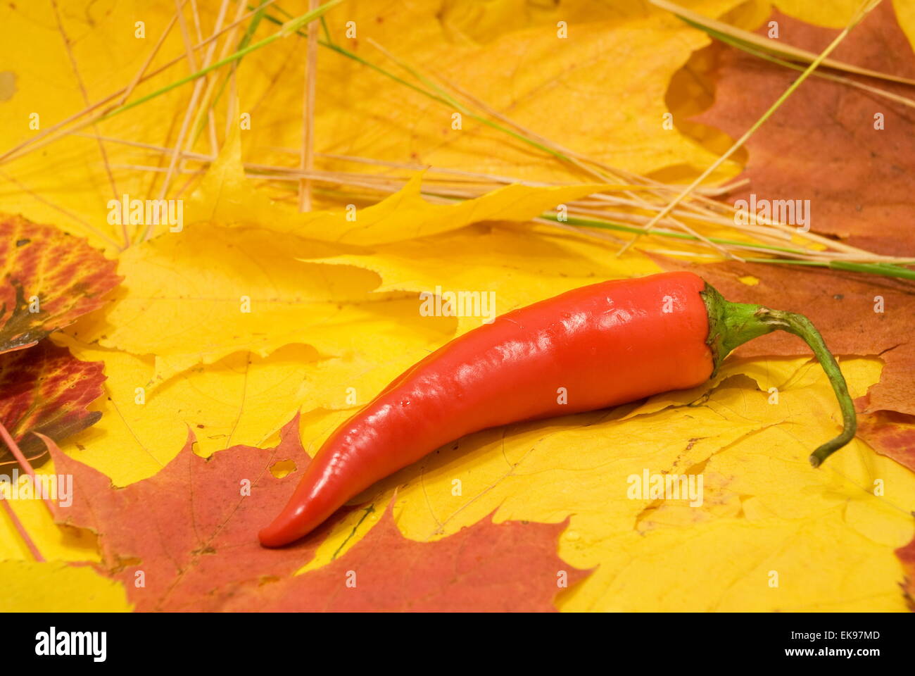 chili on autumn leaves Stock Photo - Alamy