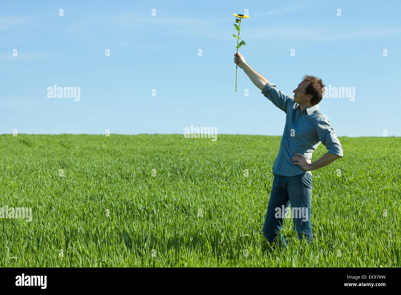young man standing with a sunflower in the green field Stock Photo - Alamy