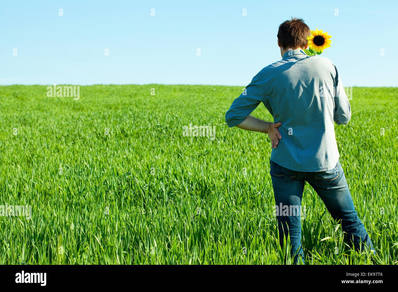 young man standing with a sunflower in the green field Stock Photo - Alamy