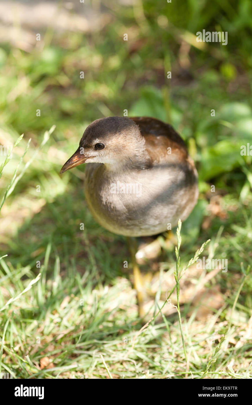 Gray color bird hi-res stock photography and images - Alamy