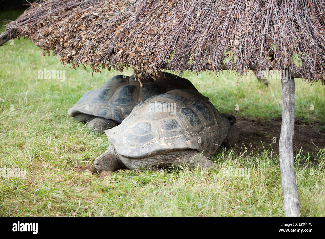 two turtles shed Stock Photo - Alamy