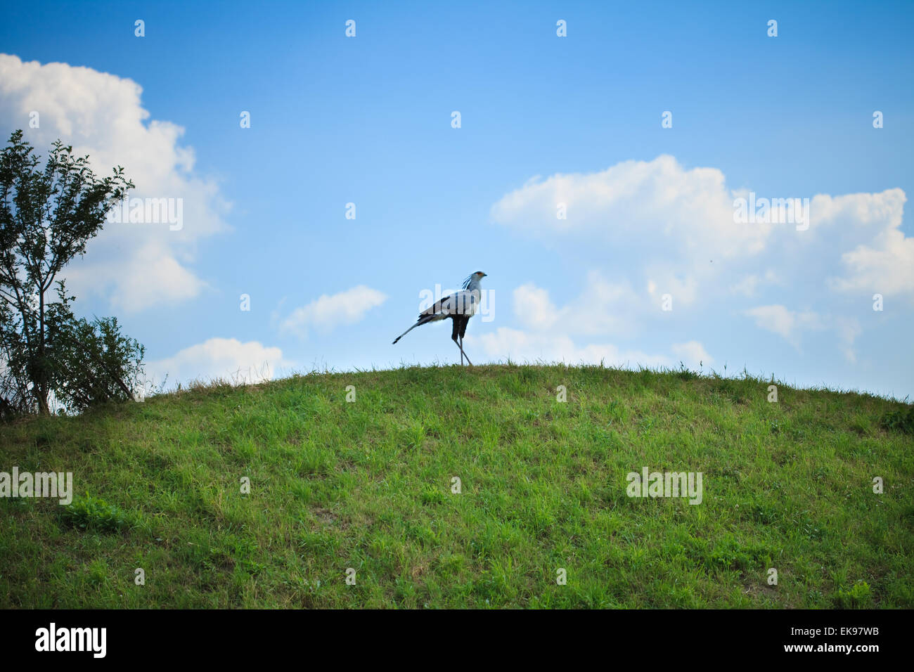 secretary bird standing on a background of blue sky Stock Photo - Alamy