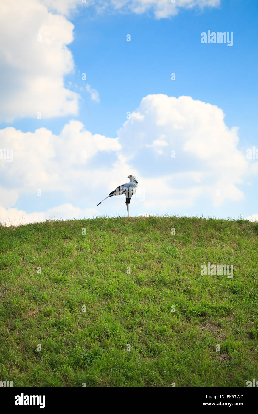 secretary bird standing on a background of blue sky Stock Photo - Alamy