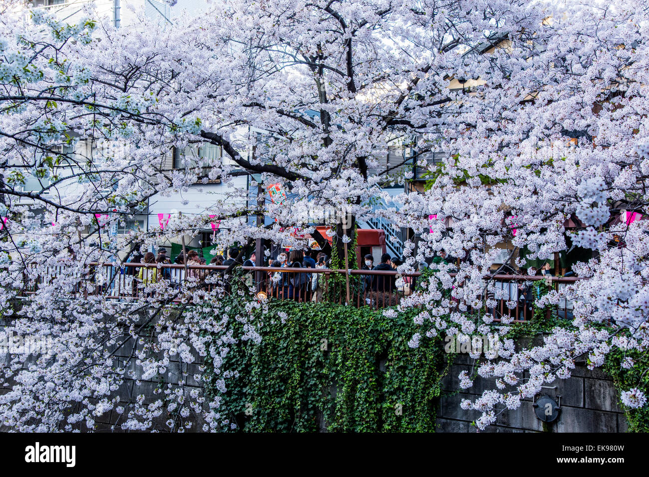 Cherry blossom,Meguro River,Meguro-Ku,Tokyo,Japan Stock Photo - Alamy