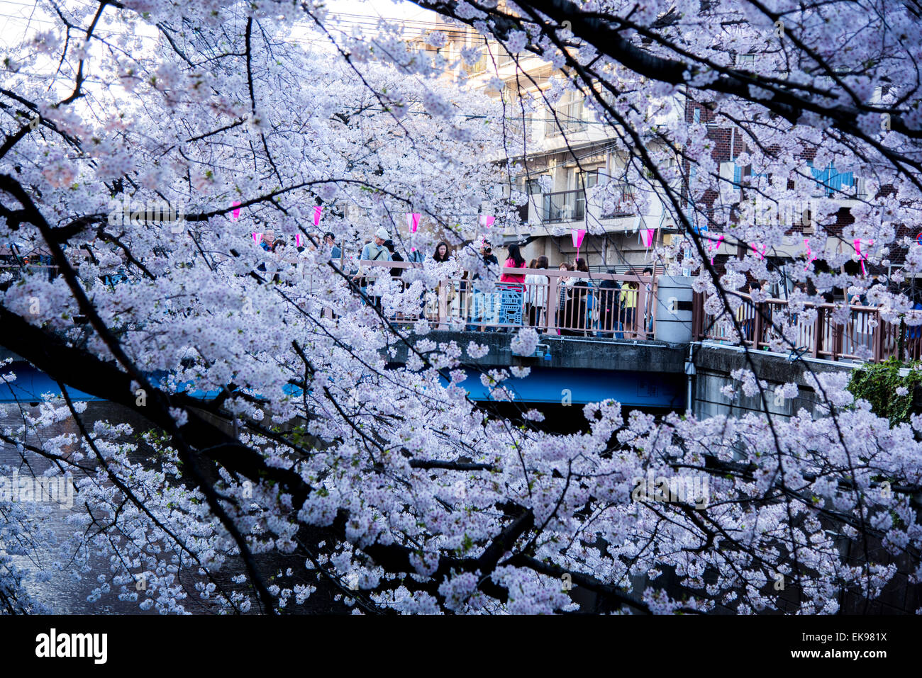 Cherry blossom,Meguro River,Meguro-Ku,Tokyo,Japan Stock Photo - Alamy