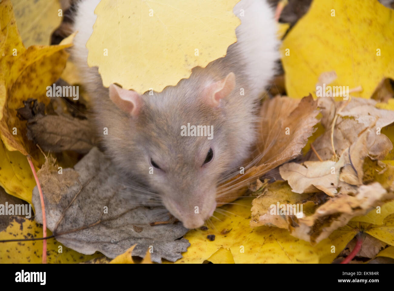 domestic rat in the woods Stock Photo - Alamy
