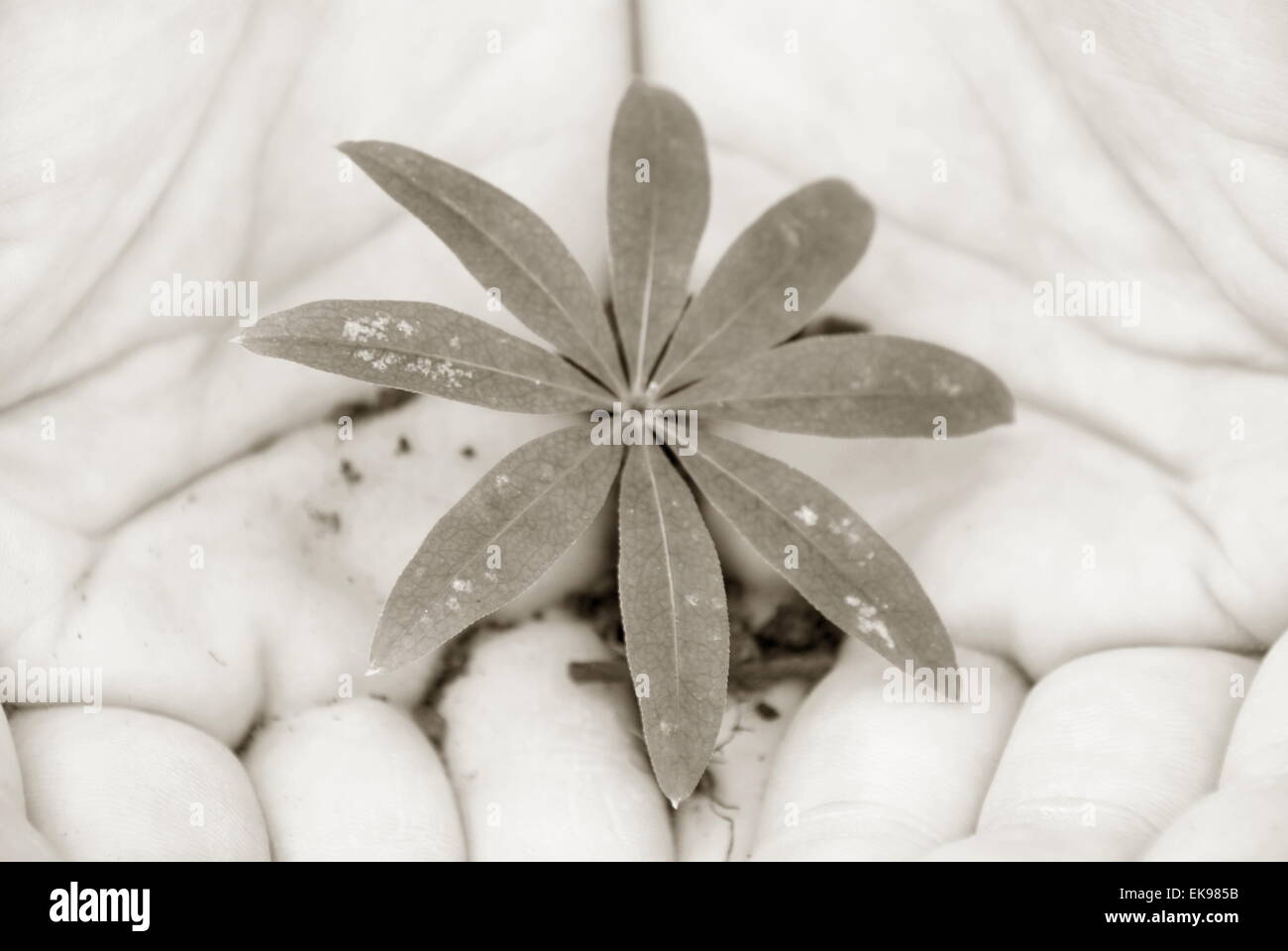 germ in the hands Stock Photo - Alamy